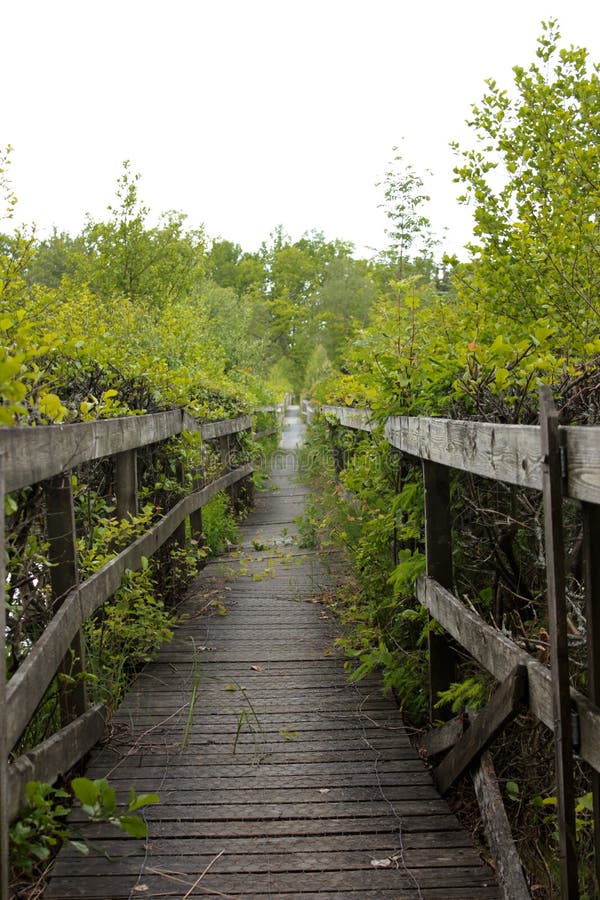 Wooden passage stock photo. Image of scandinavia, bushes - 25314712