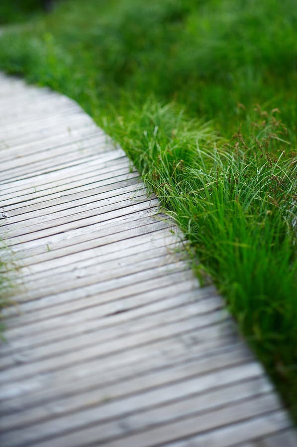 Wooden path stock image. Image of natural, swamp, wood - 11407347