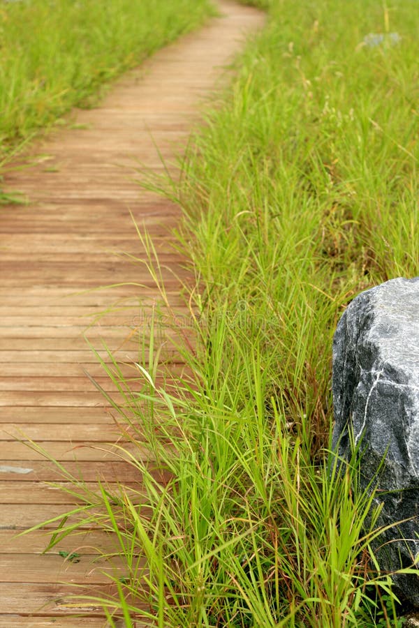 Wooden path stock photo. Image of trail, grass, hike, wilderness - 3172010