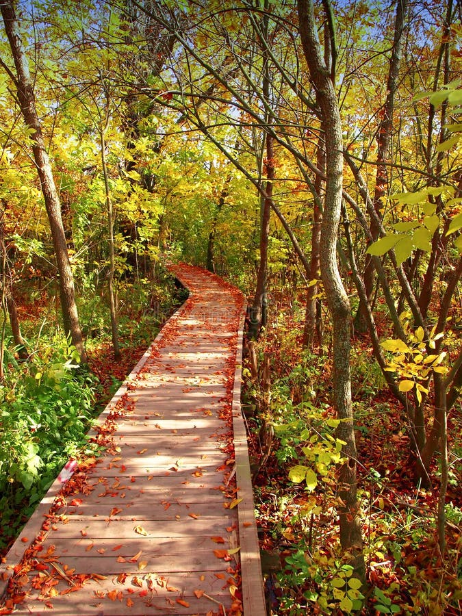 Wooden Path Picture. Image: 8640691