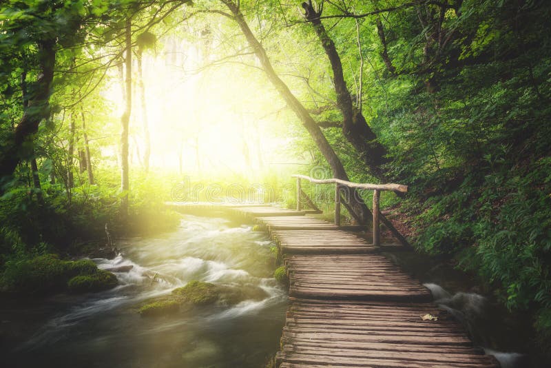Wooden Path Across River in Green Forest Stock Image - Image of path ...