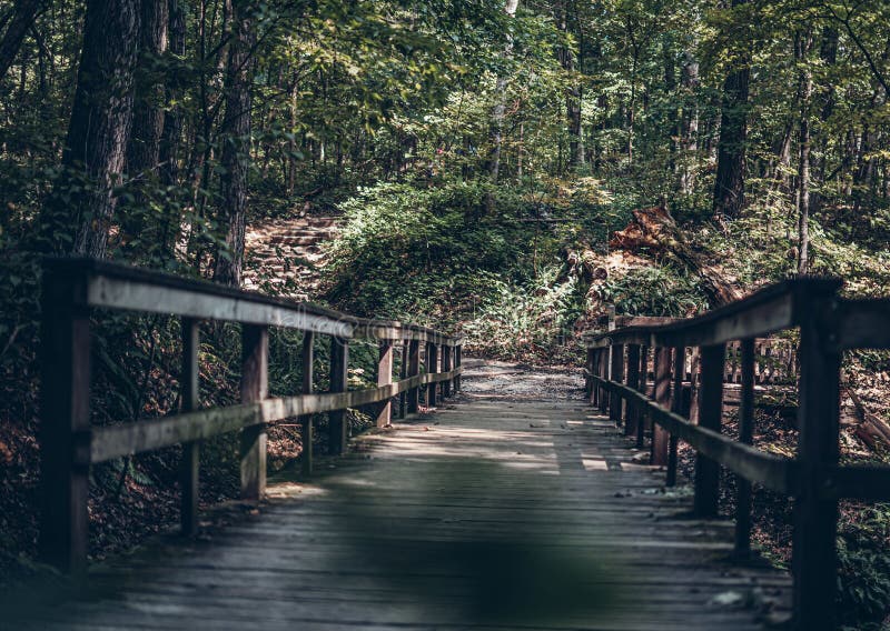 Wooden Path on a Bridge in a Dense Forest Stock Photo - Image of trail ...