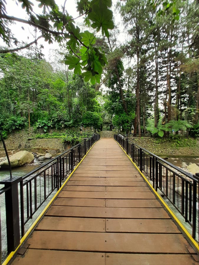 Wooden Path Bridge To Pine Forest Stock Image - Image of bridge, path ...
