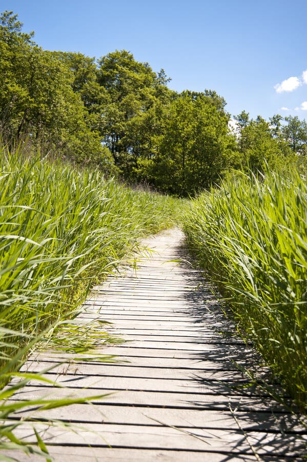 Wooden path stock photo. Image of trail, botany, reed - 36416676