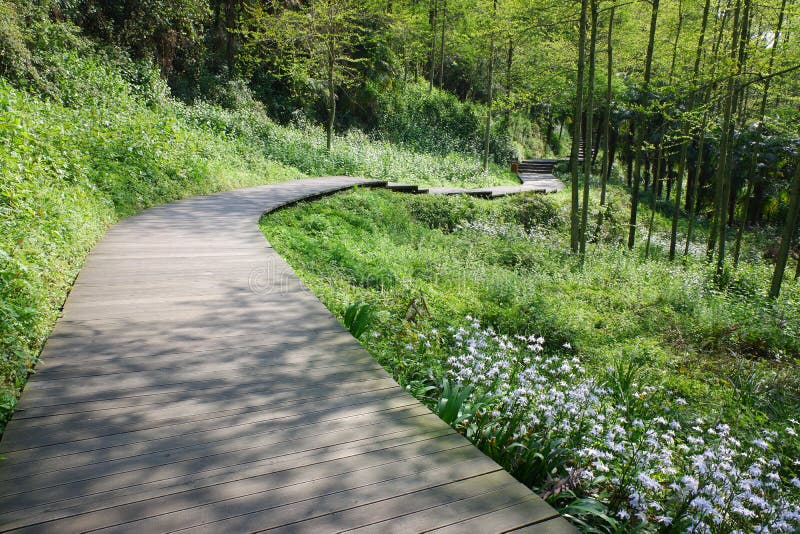 Wooden path in desert stock photo. Image of gobi, lane - 28105572