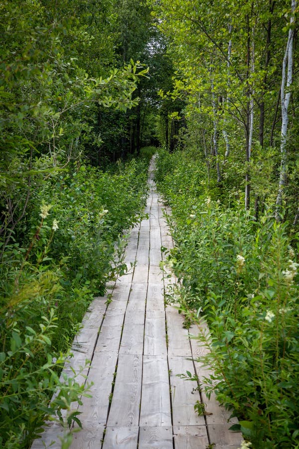 Wooden path in the forest stock photo. Image of landscape - 155154340