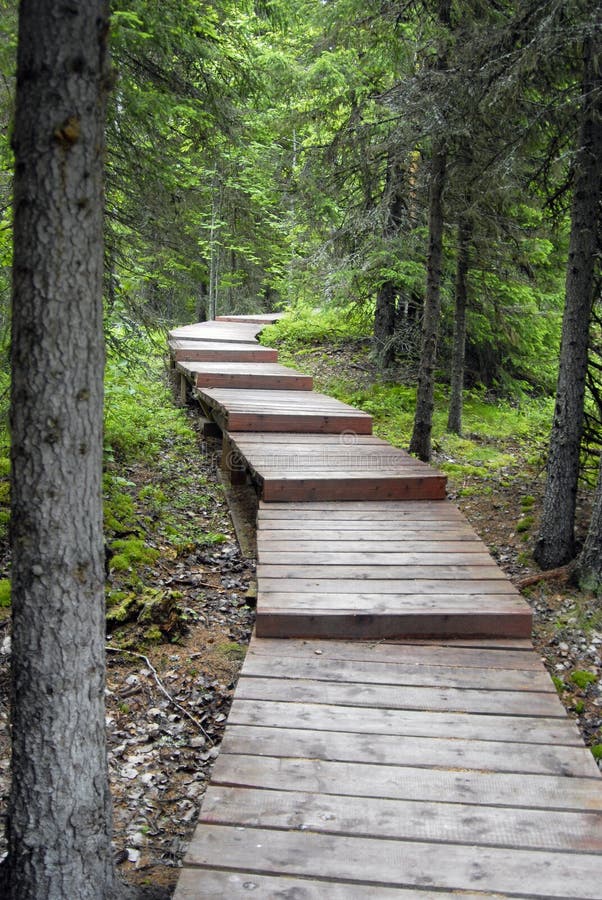 Wooden path in forest stock image. Image of wooden, spruce - 17517455