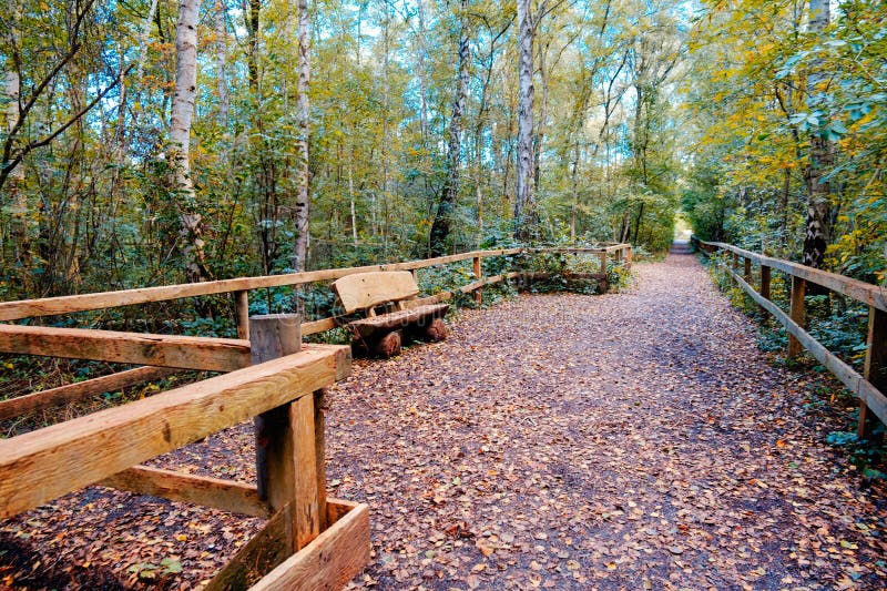 Wooden Path through the Forest with a Bench. Stock Image - Image of ...