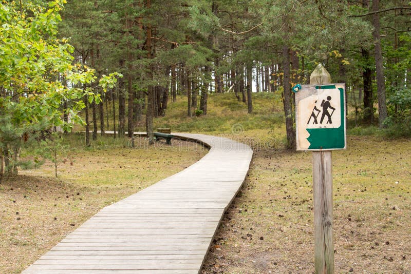 Wooden path in the forest stock photo. Image of pathway - 98368934