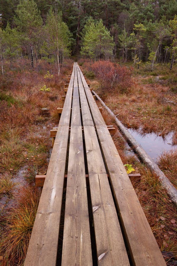Wooden Path through a Forest in Huddinge - Sweden Stock Photo - Image ...