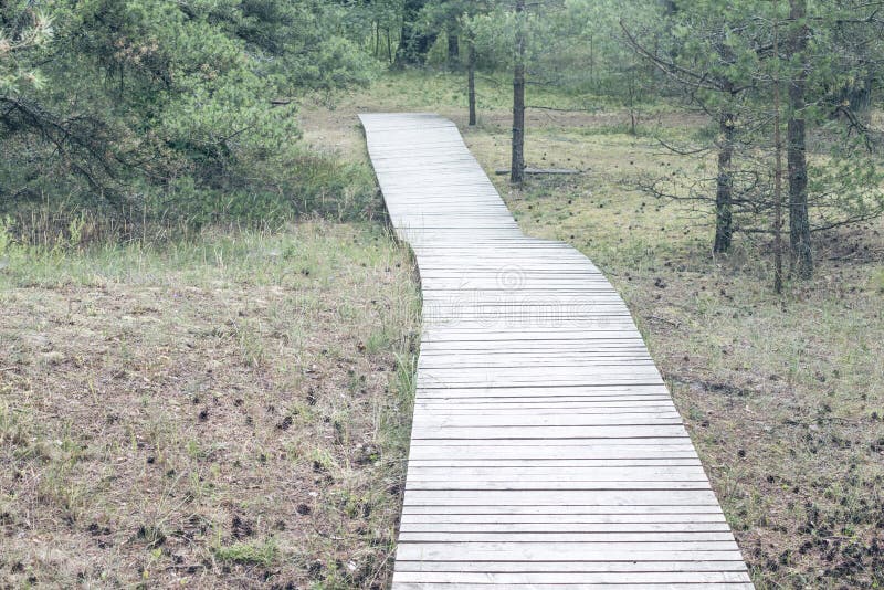 Wooden path in forest stock photo. Image of grass, travel - 113823258