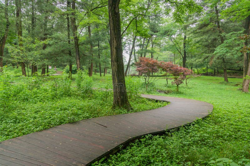 Wooden Path stock image. Image of nature, wooded, walk - 249261739