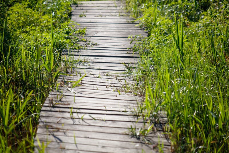 Wooden Path through Green Grass Stock Photo - Image of forest, plant ...