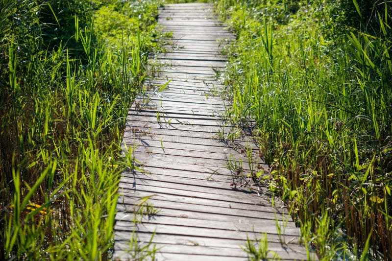 Wooden Path through Green Grass Stock Photo - Image of beautiful, plant ...