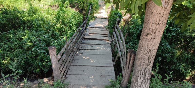 Wooden Path in Green Leafy Forest Stock Photo - Image of path, wood ...