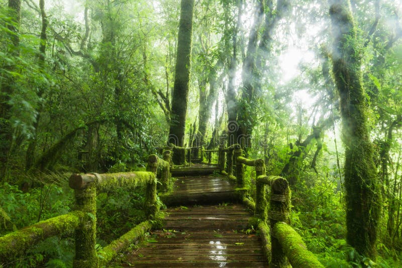Primitive Forest with Wooden Pathway at Doi Inthanon, Thailand Stock ...