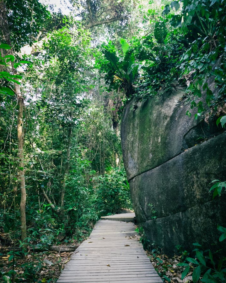 Jungle next to the sea stock photo. Image of trees, caribbean - 104567410