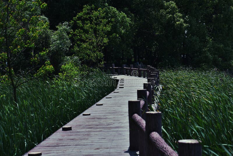 Wooden path stock image. Image of wood, lake, garden - 25063221
