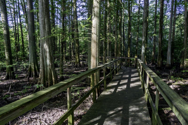 Alabama Swamp with a Wooden Foot Bridge Stock Image - Image of green ...