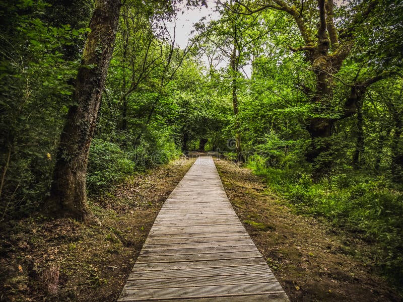 Path Through The Middle Of The Forest Stock Image - Image of land ...