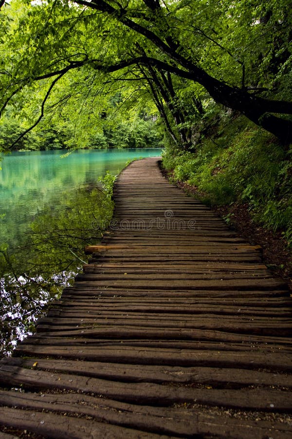 Wooden Path Near a Forest Lake Stock Photo - Image of nature, business ...