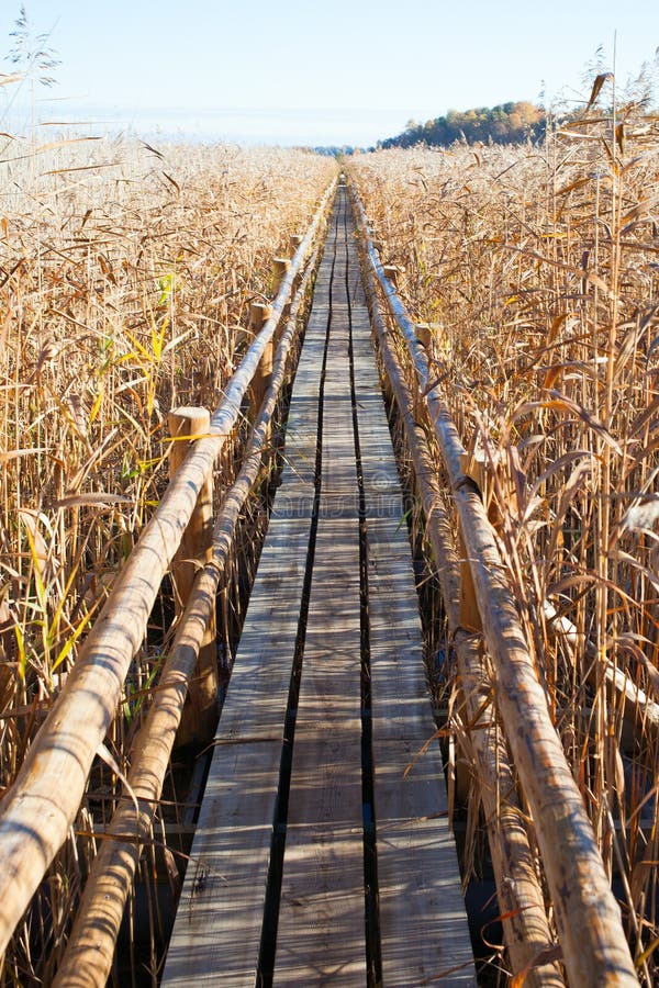Wooden path through reeds. stock image. Image of scenic - 34547589