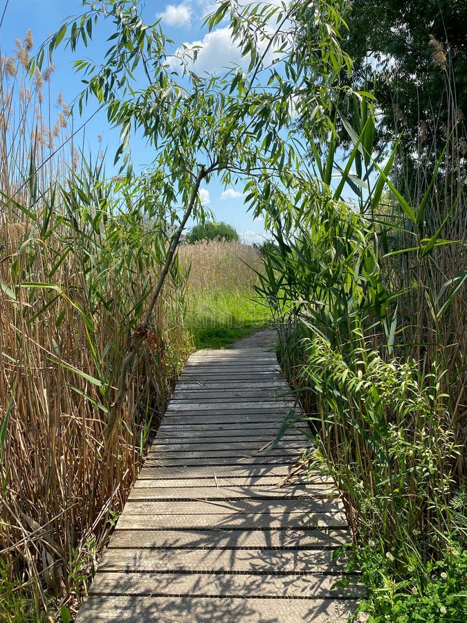 Wooden Path with Reeds on the Left Right Stock Photo - Image of green ...