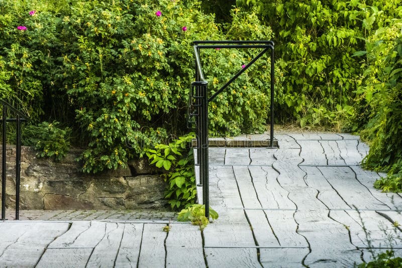 Split the path of wood stock photo. Image of vines, plant - 259362056