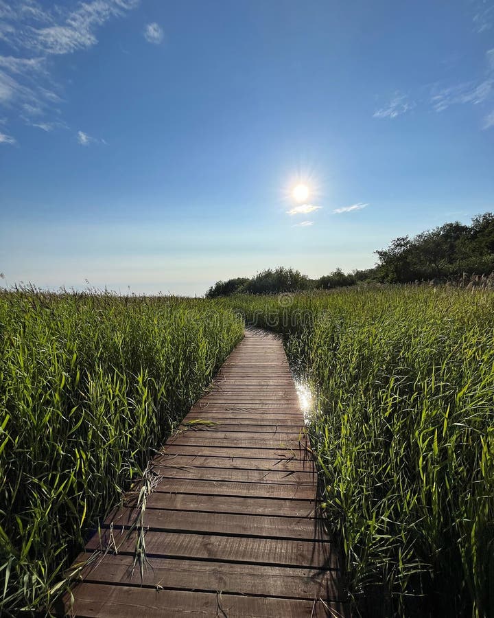 Wooden Path at Sunset. Walking Route Along a Wooden Path. Stock Photo ...