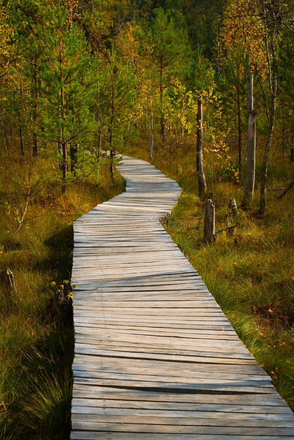 Forest Path, Top View Nature Background Stock Photo - Image of ...