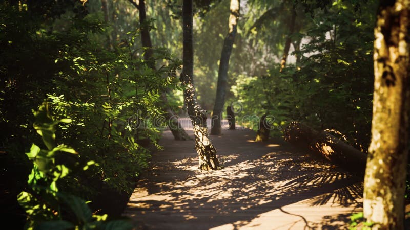 Wooden Path Track from Planks in Forest Park 10 Stock Video - Video of ...