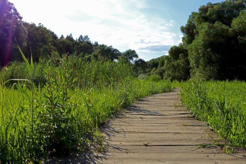 Wooden Path through a Wet Meadow Stock Image - Image of planks, path ...