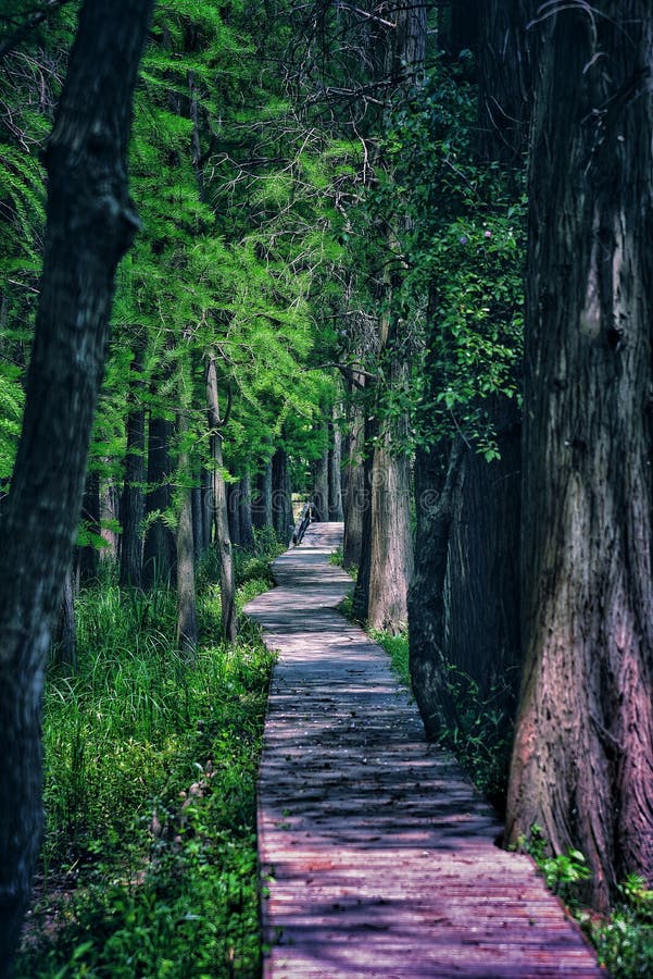 Wooden path stock image. Image of wood, lake, garden - 25063221