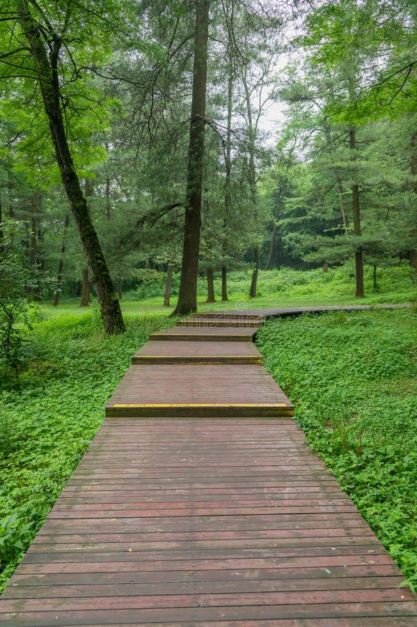 Wooden Path stock photo. Image of environment, scenery - 249261788