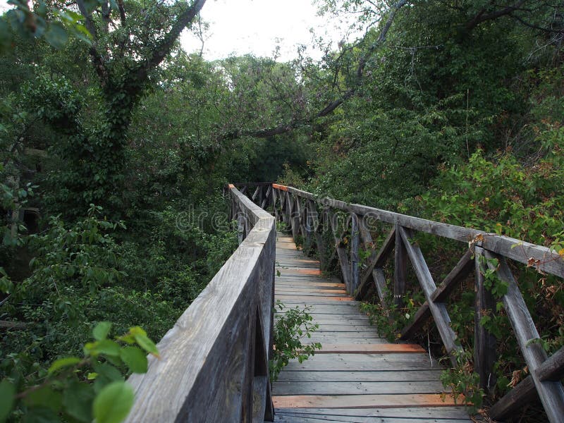 Wooden Paths, the Unity of Nature and Man. Stock Photo - Image of paths ...