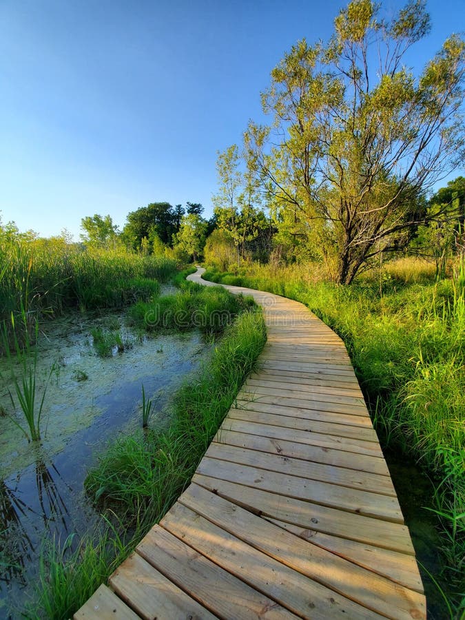 Wooden Pathway Bridge Over a Swamp in a Park Stock Image - Image of ...