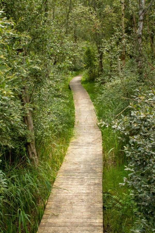 Wooden Pathway through Dense Woodland, Ireland Stock Image - Image of ...
