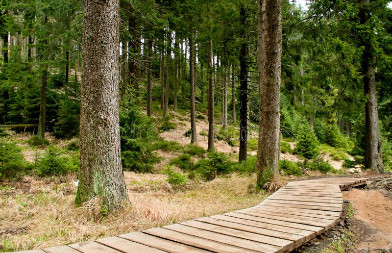 A Pathway through the Forest Stock Photo - Image of grove, plant: 218865886