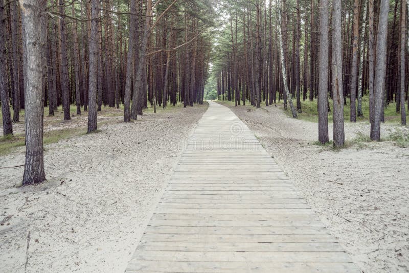 Wooden pathway in forest stock image. Image of wide - 106012253