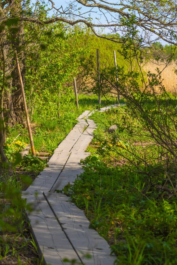 Pathway in grass stock photo. Image of field, nature - 101831360
