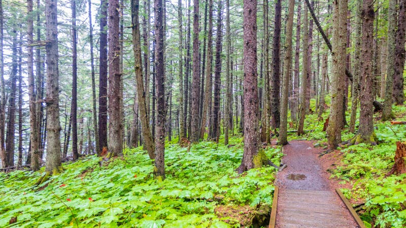 Wooden Pathway through Lush Green Forest with Trees Stock Photo - Image ...