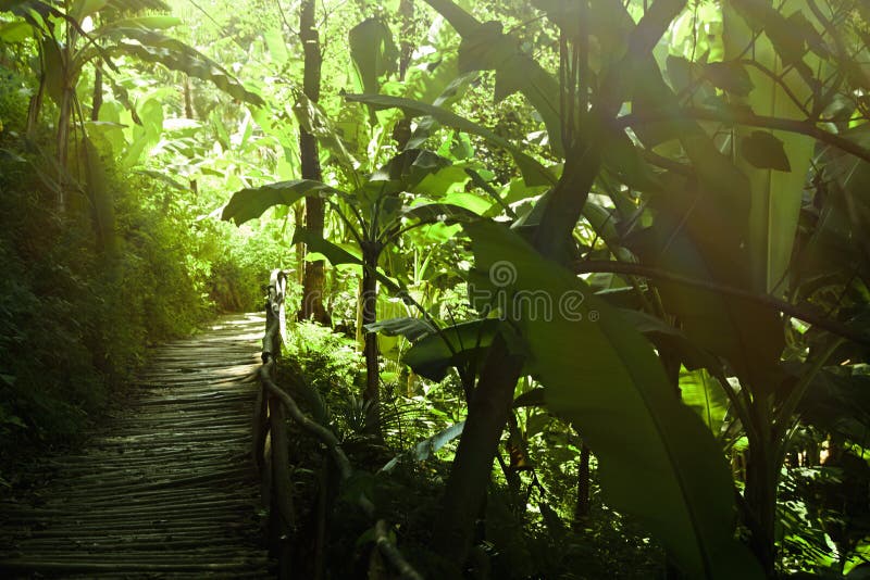Wooden Pathway and Lush Green Plants Growing Outside Stock Photo ...