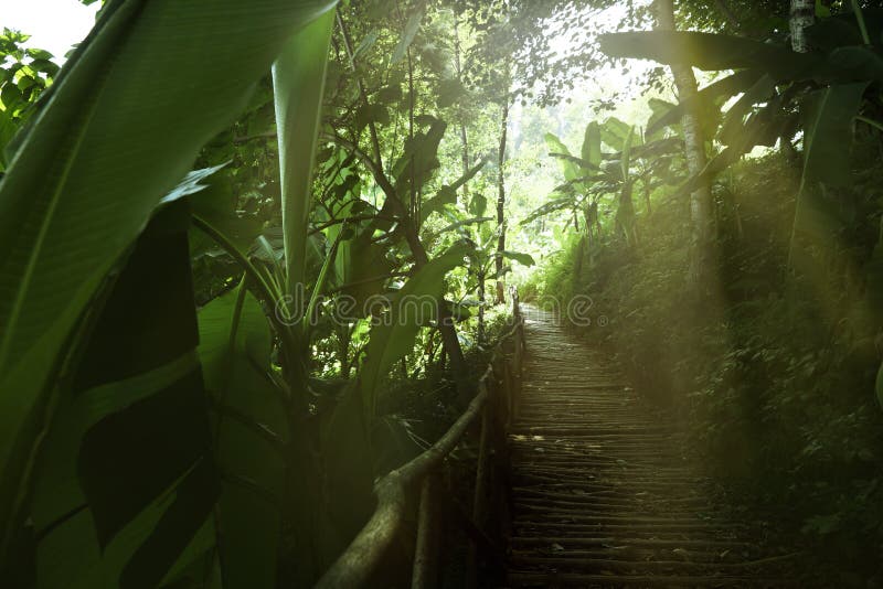 Wooden Pathway and Lush Green Plants Growing Outside Stock Photo ...
