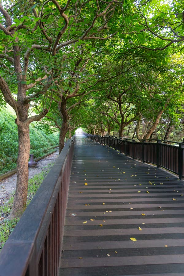 Wooden pathway in park stock photo. Image of landscaped - 95844484