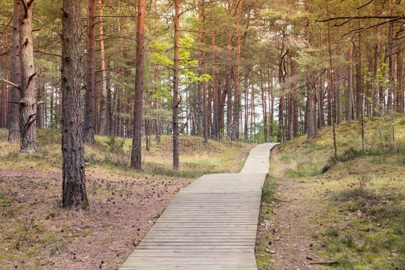 Wooden Pathway in the Forest Stock Photo - Image of pathway, wooden ...