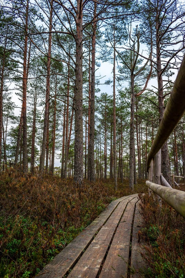 Wooden Pathway in a Pine Tree Forest in the Blind Swamp in Latvia Stock ...