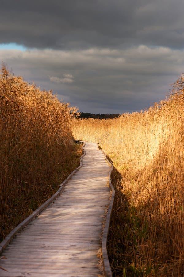 Wooden Pathway through Garden Stock Photo - Image of wooden, blossom ...