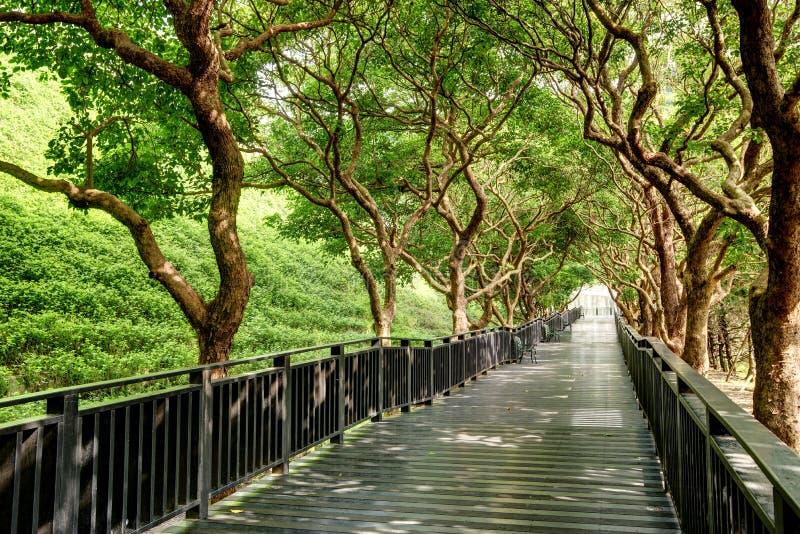Wooden pathway stock image. Image of boardwalk, beautiful - 191851277