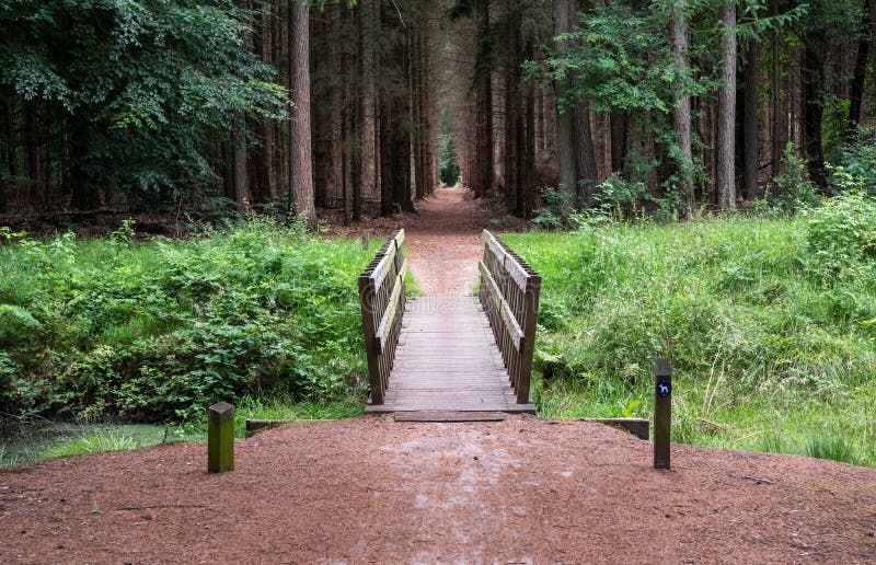Wooden Pathway in the Woods of Fochterloo Stock Photo - Image of ...