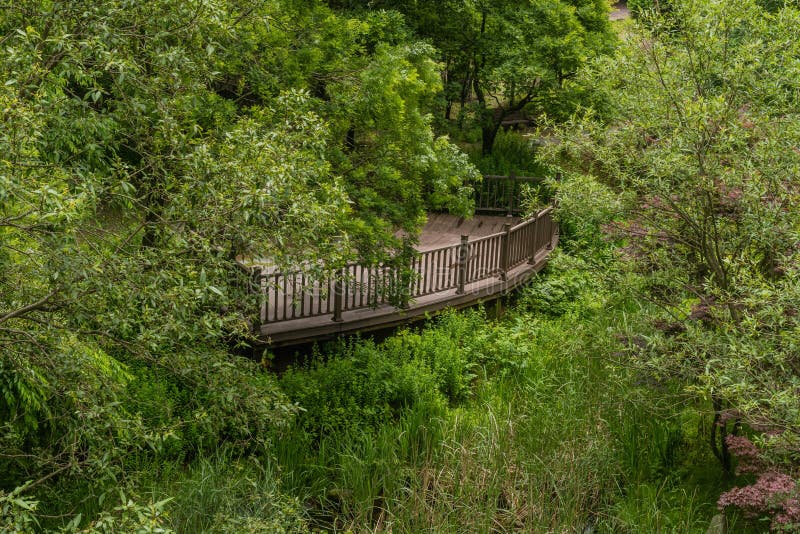 Wooden Patio Deck in Recreational Forest Stock Photo - Image of ...